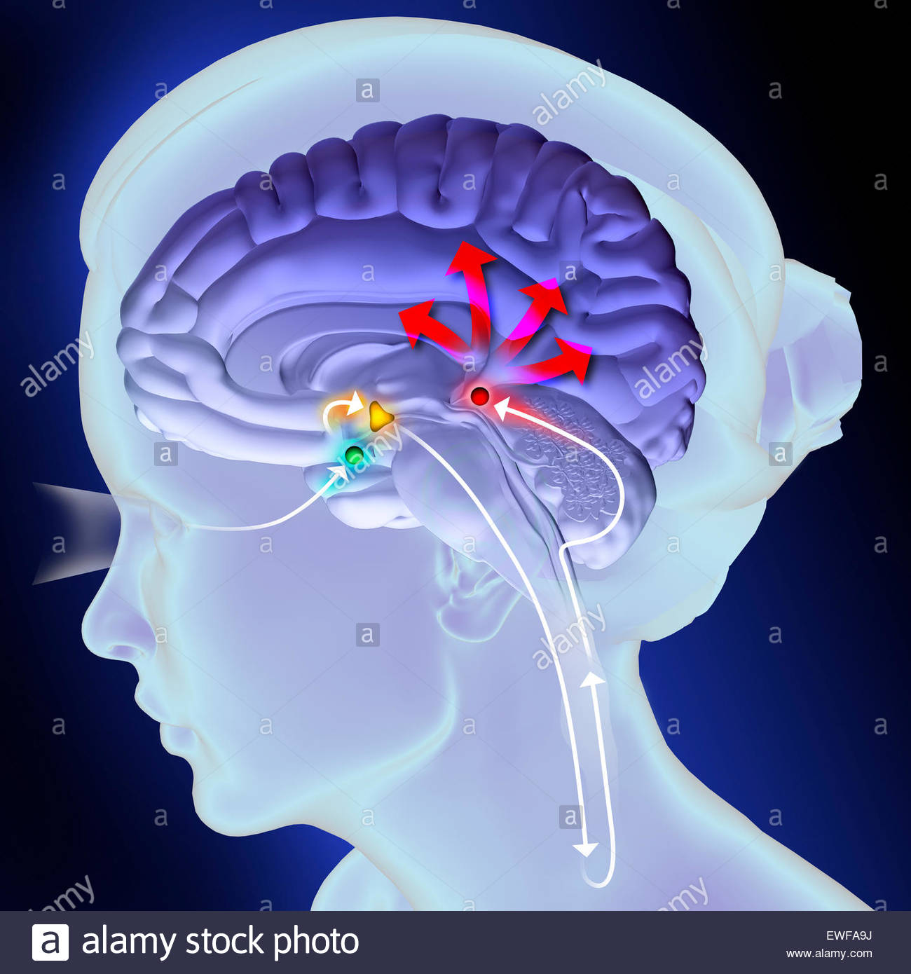 Pineal Gland Drawing Stock Photos & Pineal Gland Drawing Stock Images ...