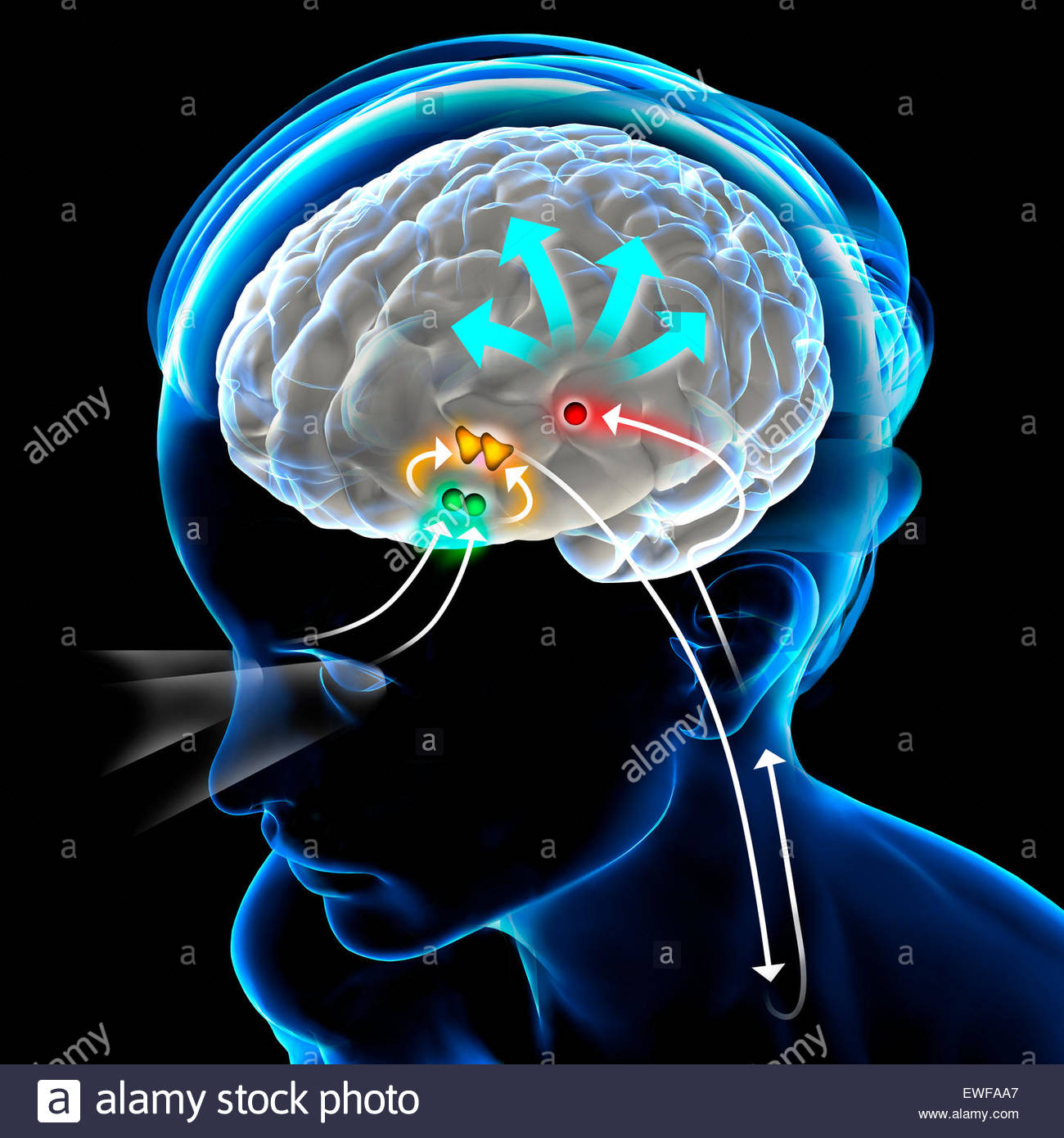 Pineal Gland Drawing Stock Photos & Pineal Gland Drawing Stock Images ...