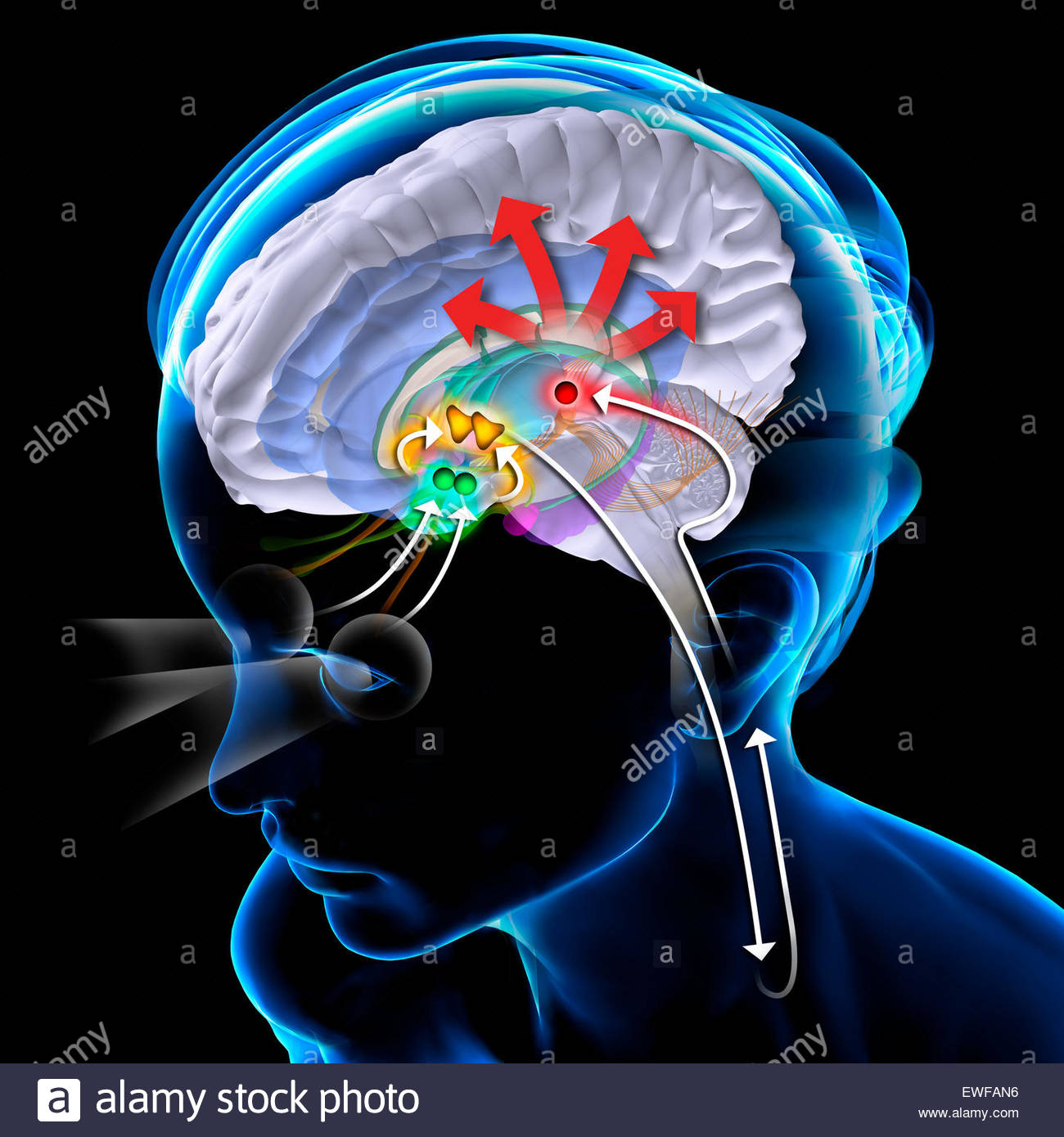 Pineal Gland Drawing Stock Photos & Pineal Gland Drawing Stock Images ...