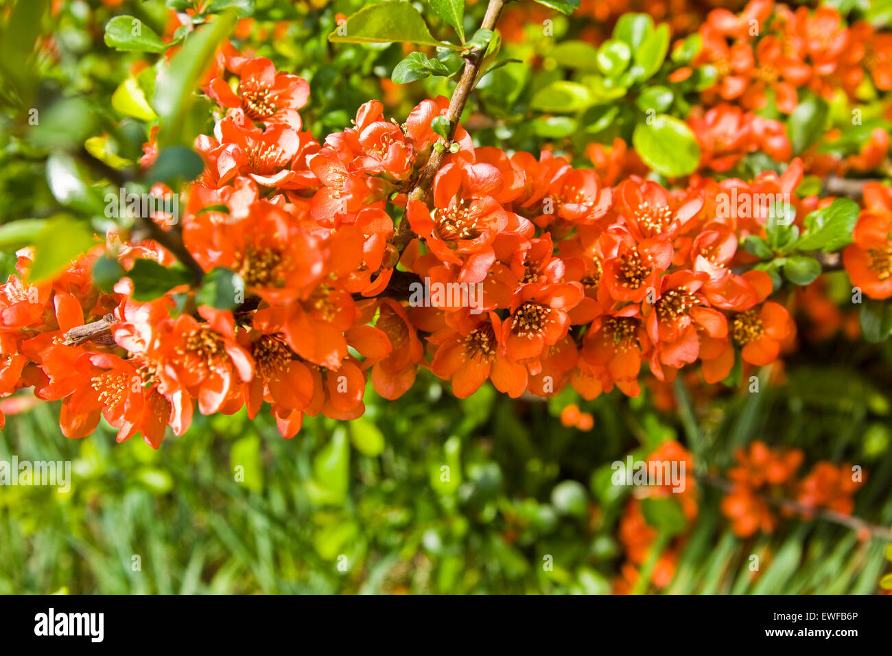 Branch of quince tree in blossom with flowers Stock Photo - Alamy