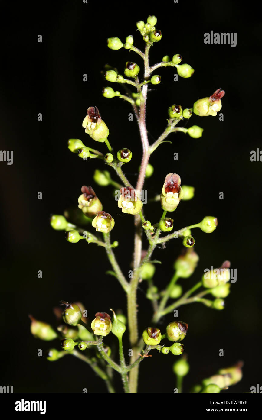 Common Figwort Scrophularia nodosa Stock Photo - Alamy