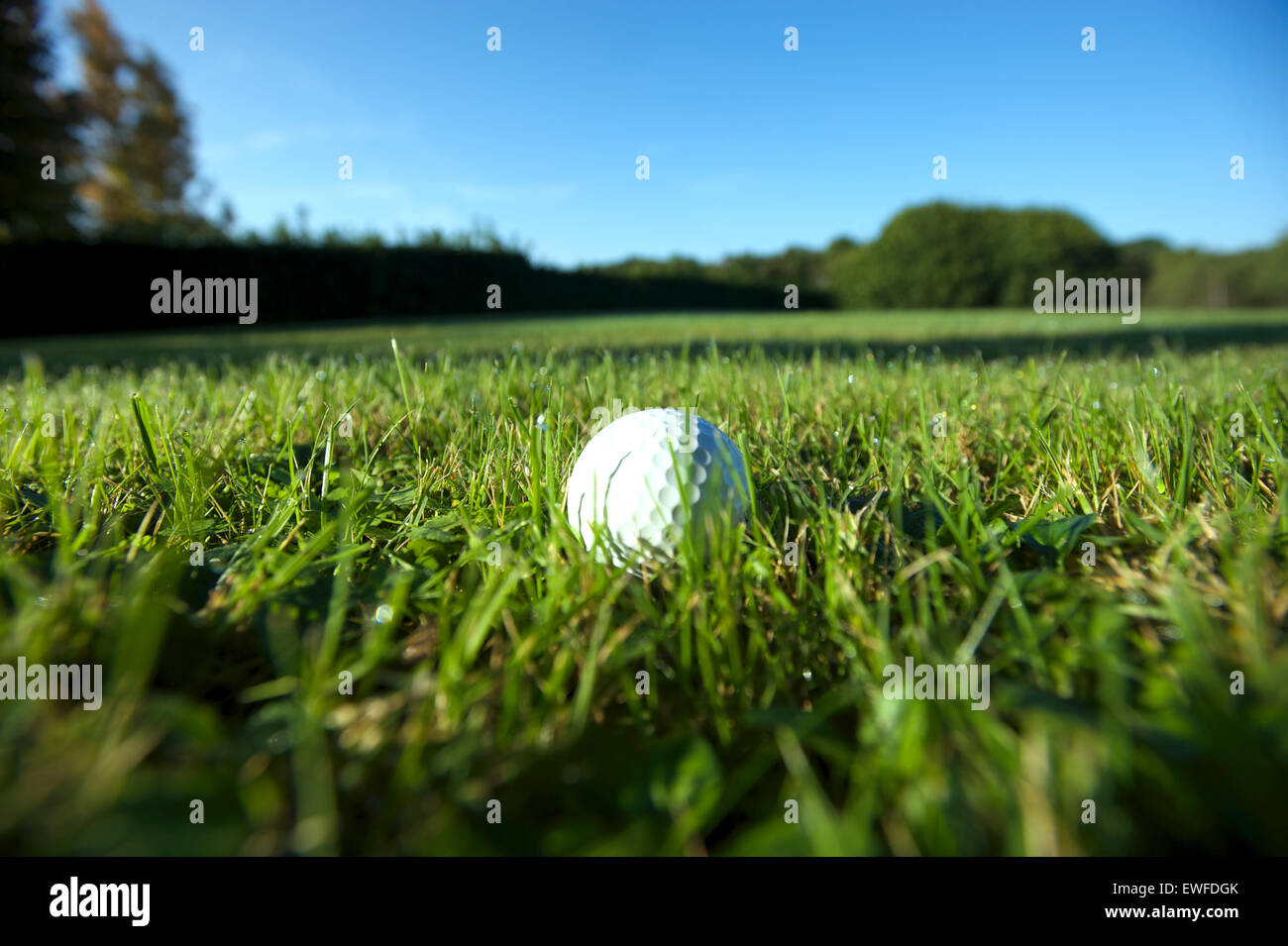Golf ball on wet lush fairway Stock Photo - Alamy