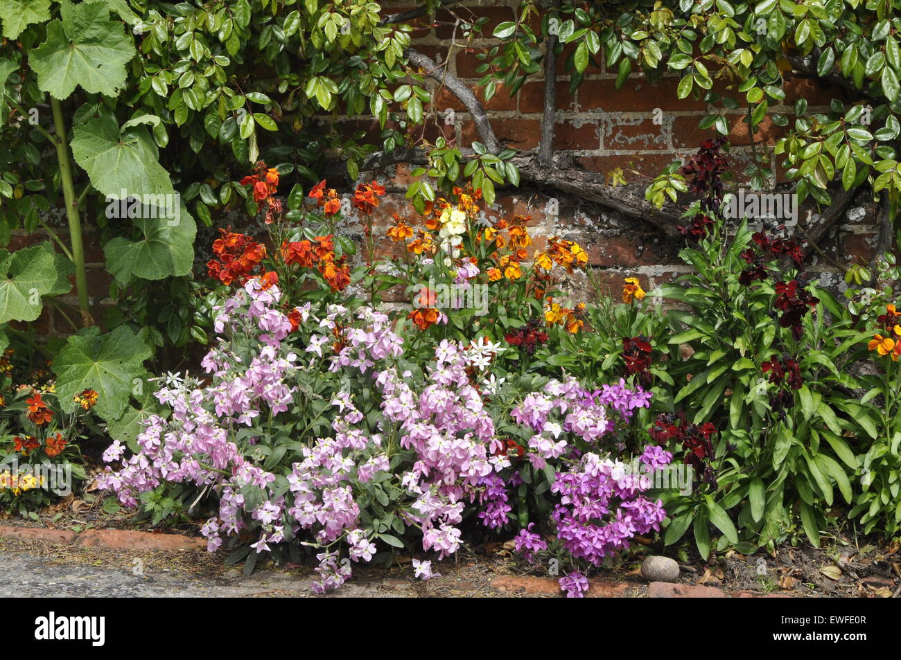 Wallflowers, wall hi-res stock photography and images - Alamy