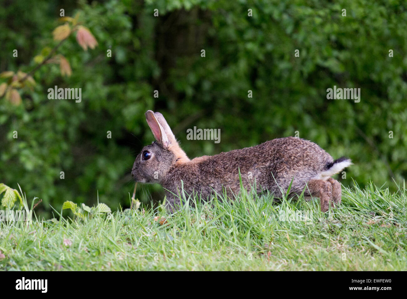 Wild herbage hi-res stock photography and images - Alamy