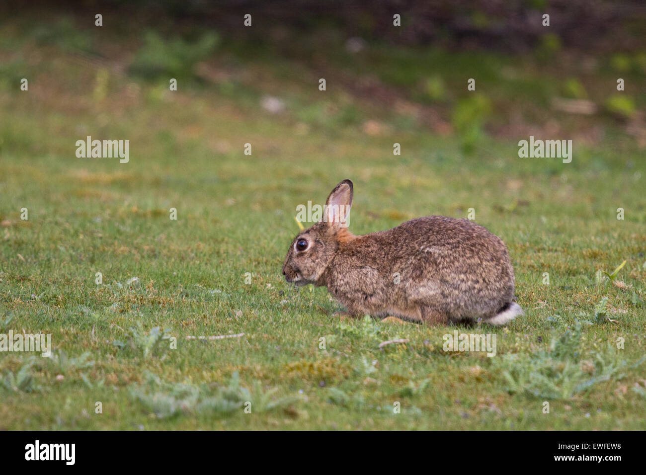 Wild herbage hi-res stock photography and images - Alamy