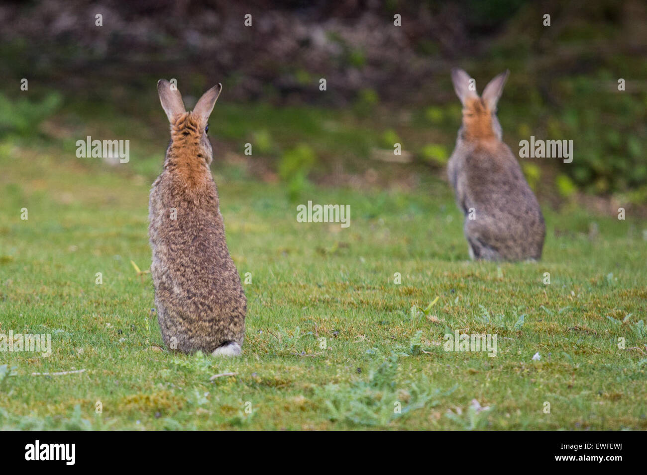 Bunny warren hi-res stock photography and images - Alamy
