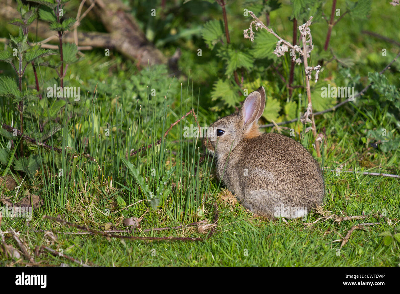 Baby wild rabbit hi-res stock photography and images - Alamy
