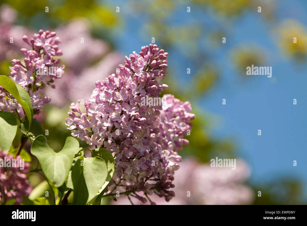 Lilac in spring Stock Photo - Alamy