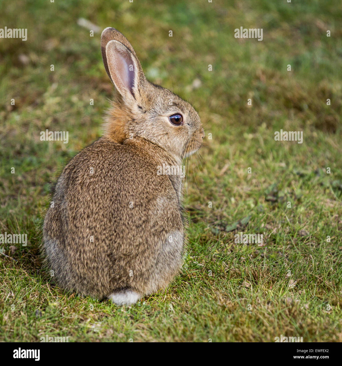 Baby wild rabbit hi-res stock photography and images - Alamy