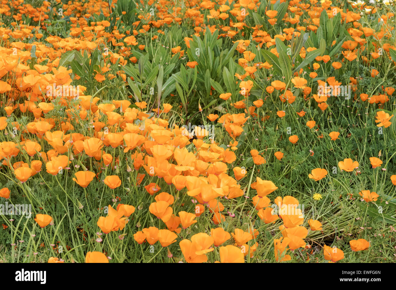 California poppy, Californian poppy, golden poppy, Eschscholzia ...