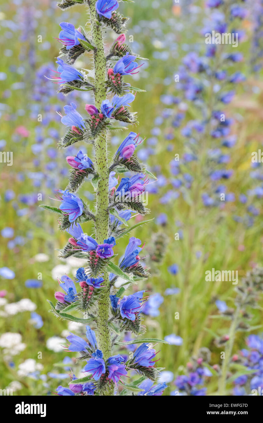 Echium vulgare hi-res stock photography and images - Alamy