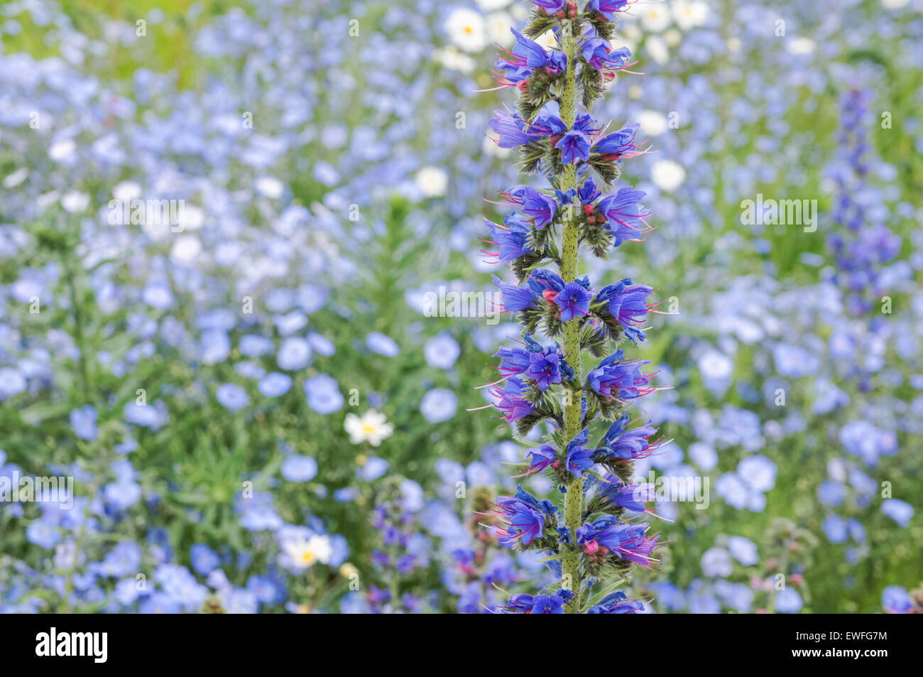 Viper's Bugloss, Blueweed, Echium vulgare Stock Photo - Alamy