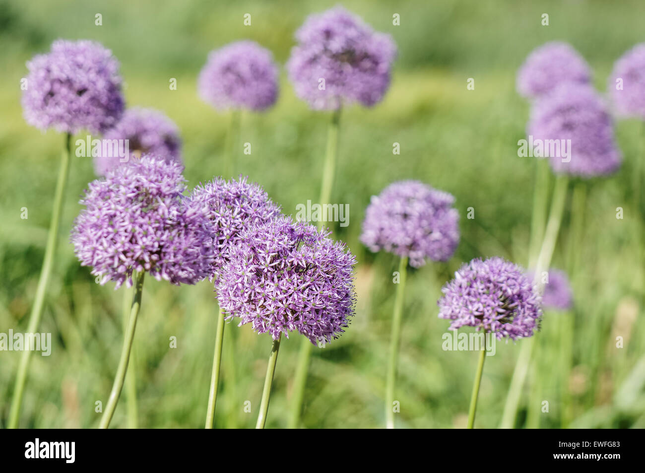 Purple Allium ball head flowers Stock Photo - Alamy