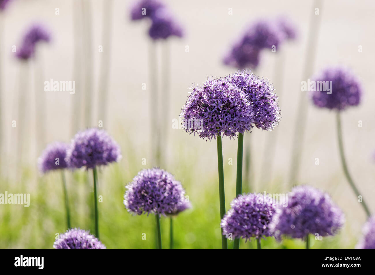 Purple Allium ball head flowers Stock Photo - Alamy