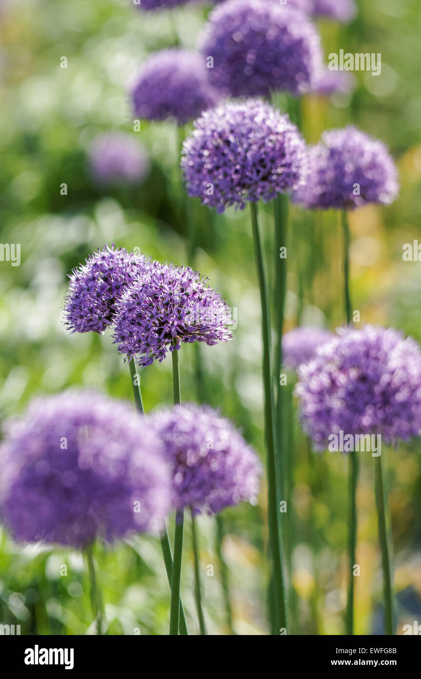 Ball flowers hi-res stock photography and images - Alamy