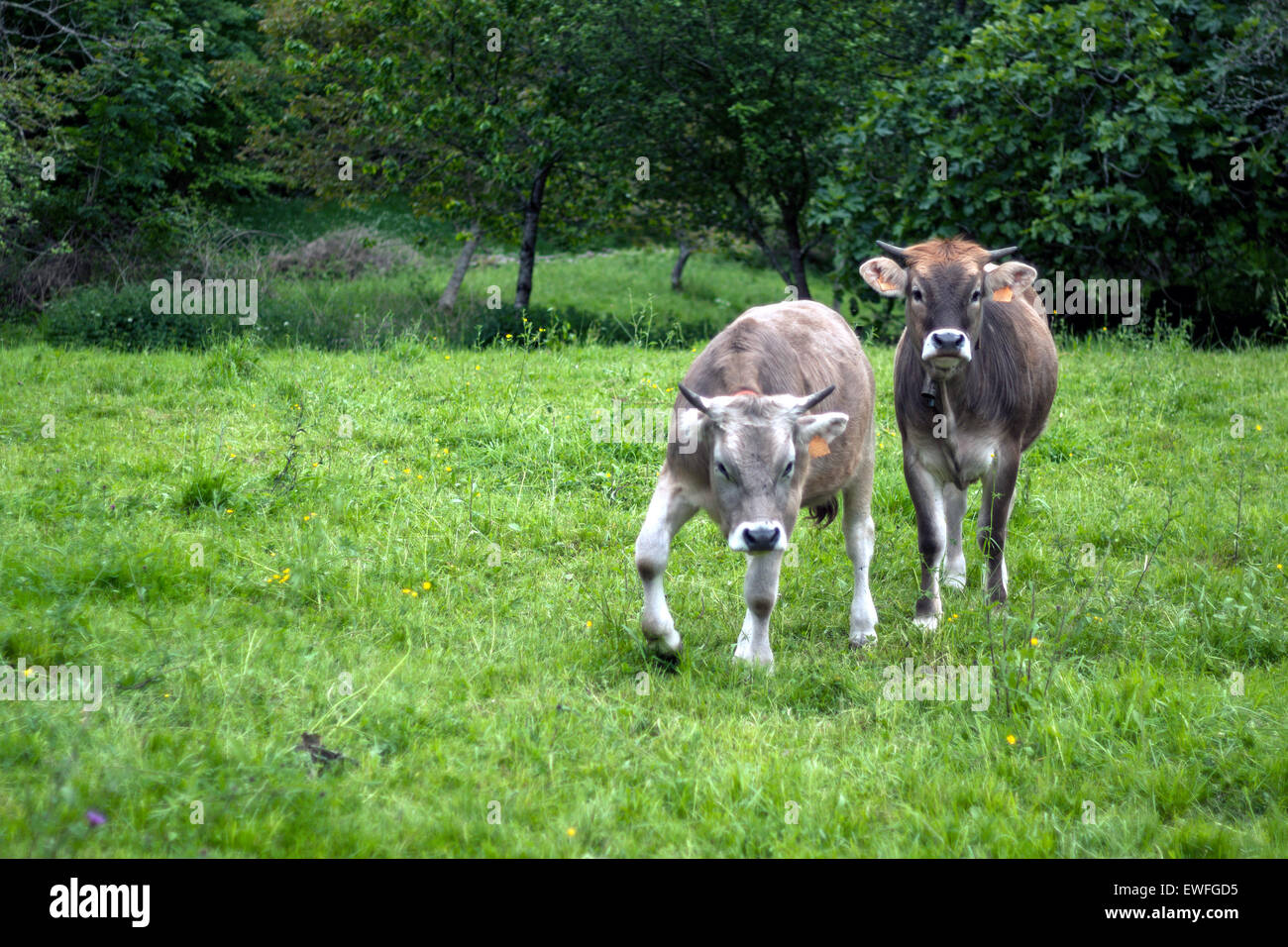 Angry cows hi-res stock photography and images - Alamy