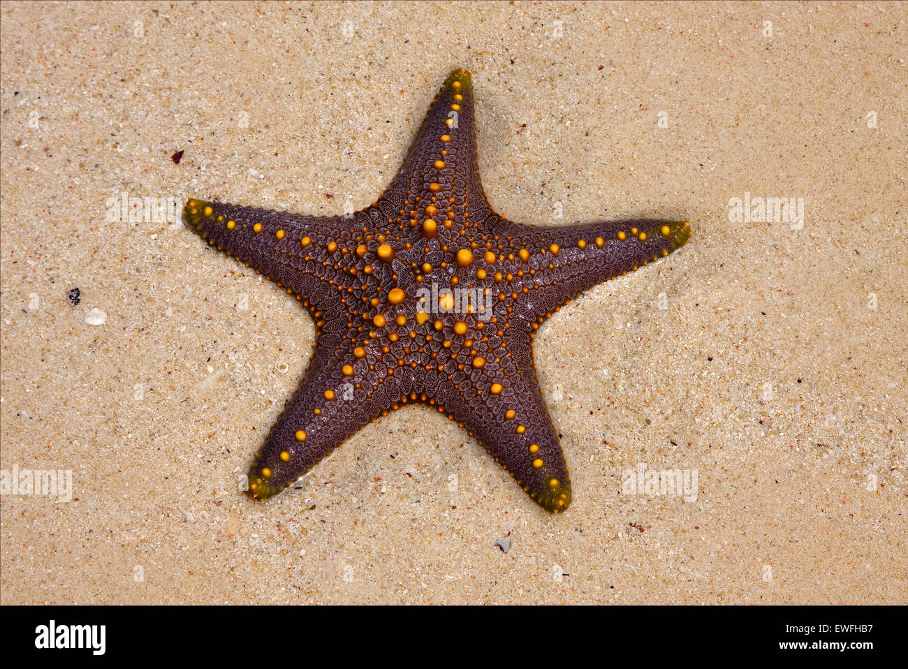 Five point star fish hi-res stock photography and images - Alamy