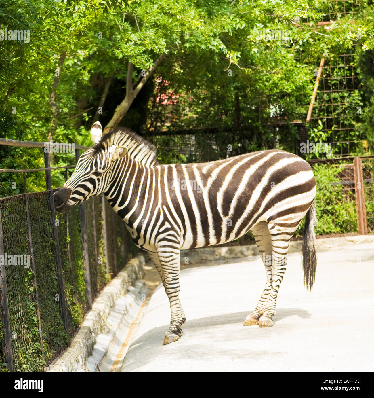 African zebra sort Zebra Chapman, latin name Equus burcheli antiquorum ...