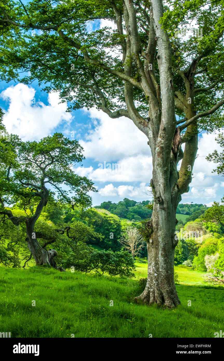 English Countryside Scene Mature Trees Stock Photos & English ...