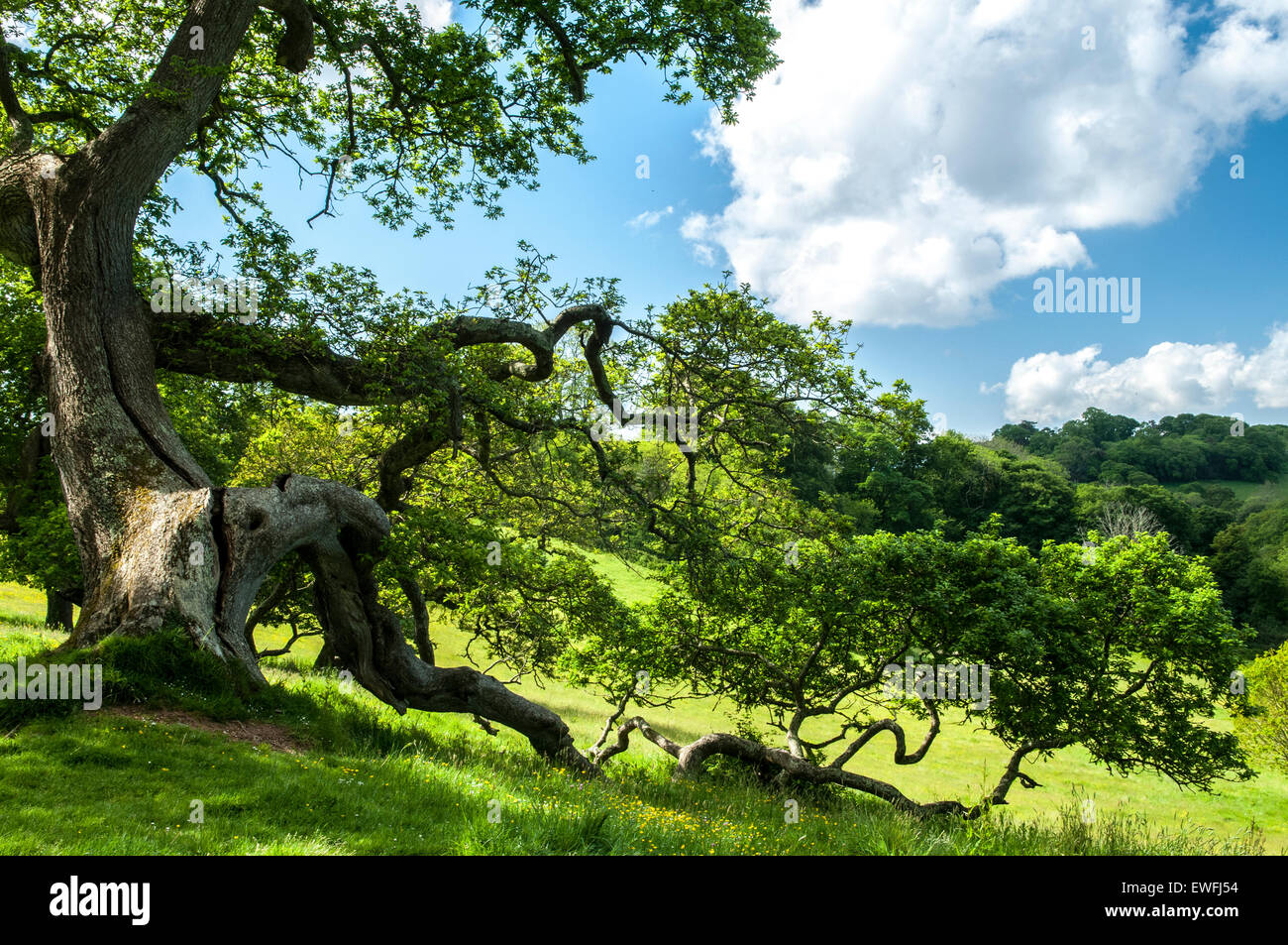 Mature oak tree and surrounding countryside, on a lovely summers day in ...