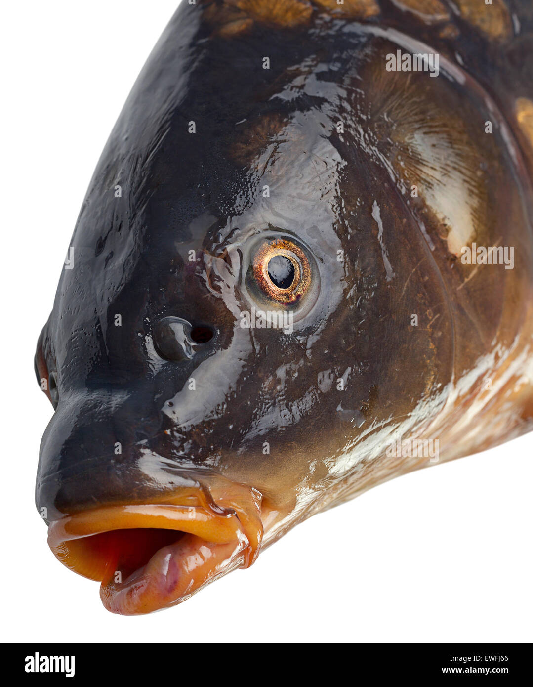 Head mirror carp river fish isolated on white Stock Photo - Alamy