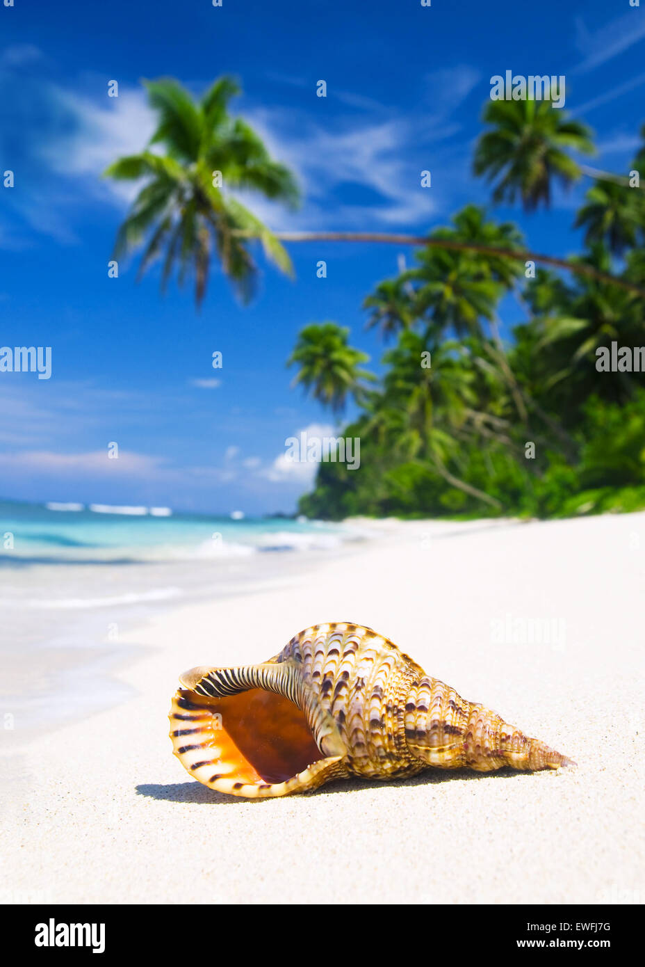 Shell on tropical beach Stock Photo - Alamy