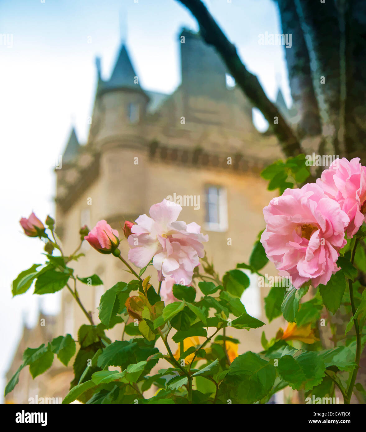 Beautiful Roses in the Garden at Castle Kennedy, Dumfries and Galloway ...