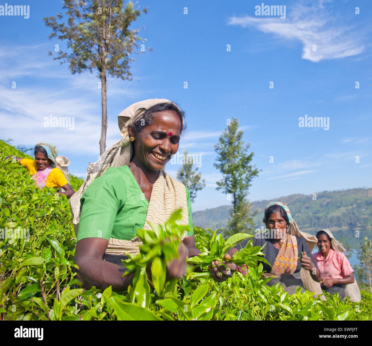 Women tea pickers in Sri lanka Stock Photo - Alamy