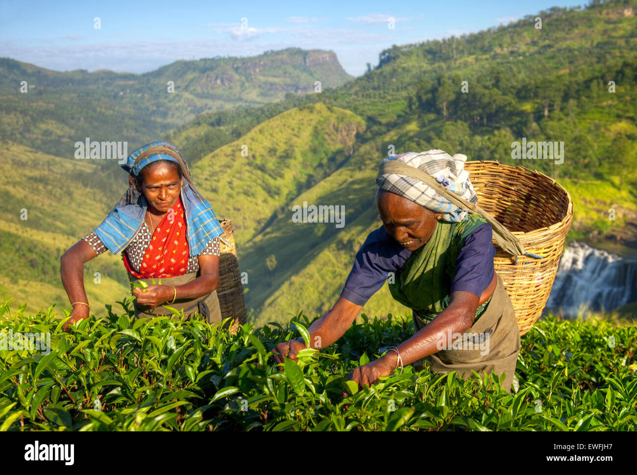 Sri lankan tea basket hi-res stock photography and images - Alamy