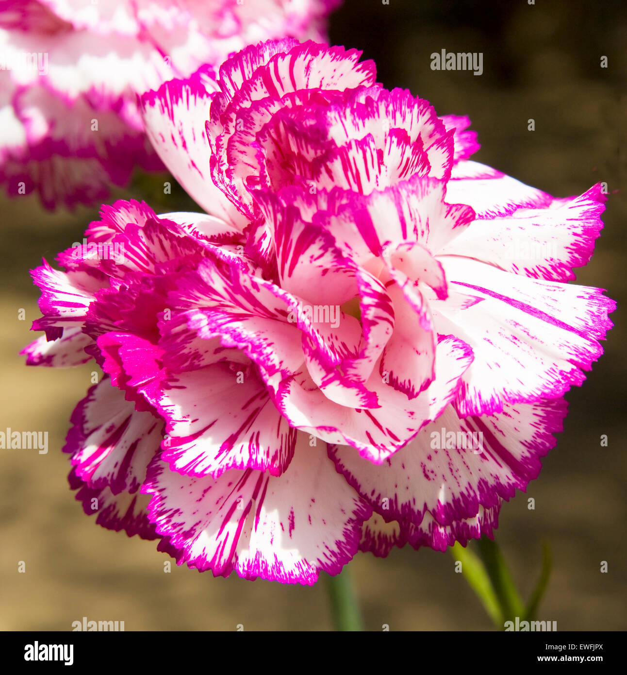 One flower big garden carnation of white and pink colours Stock Photo ...