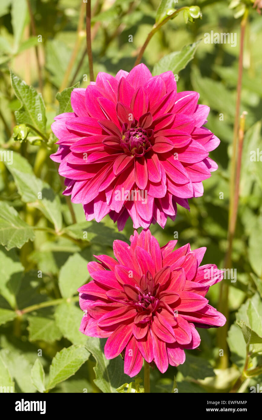 Two big flowers dahlia of crimson colour in garden Stock Photo - Alamy
