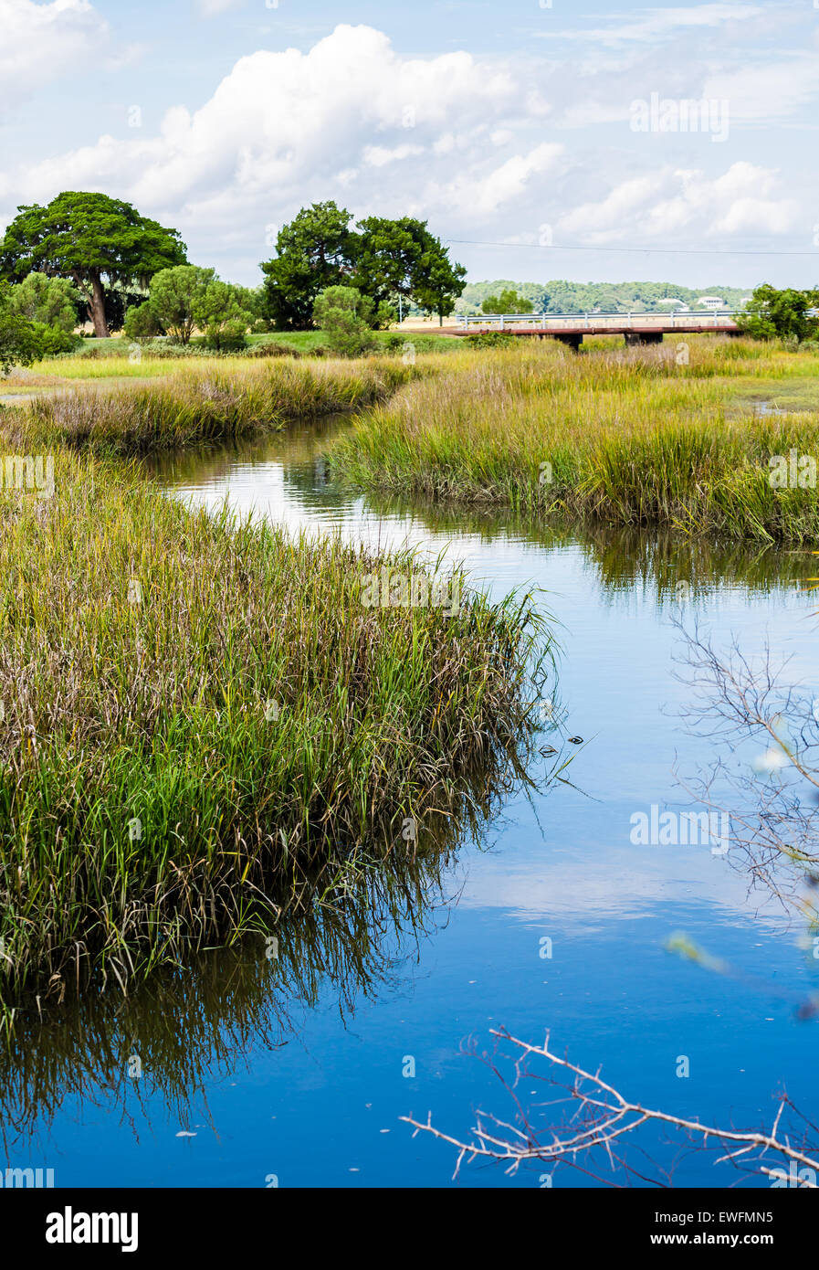 A wetland marsh with grasses and trees Stock Photo - Alamy