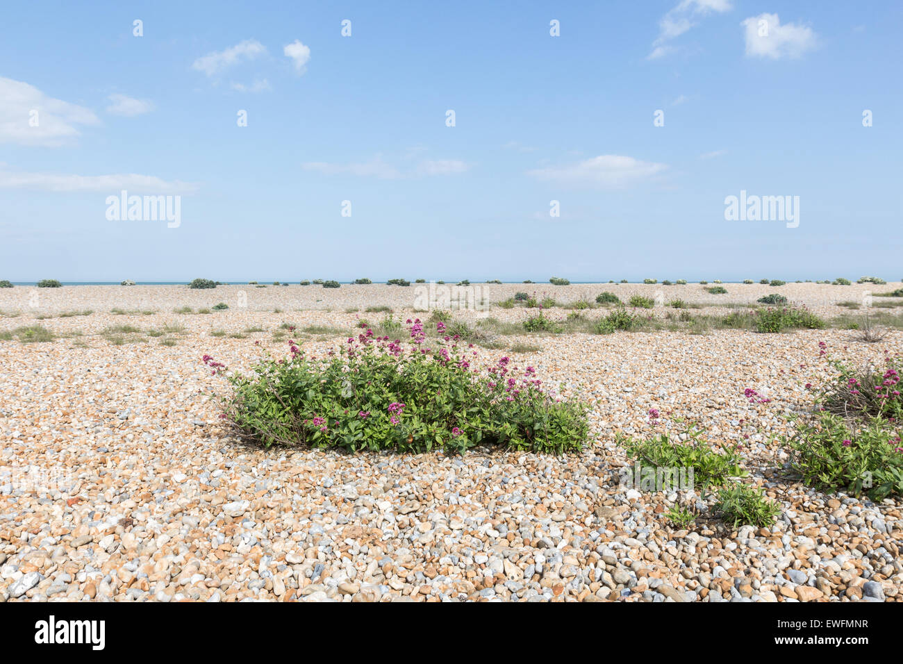 The coastline at Lydd on Sea, Kent, England, UK Stock Photo - Alamy