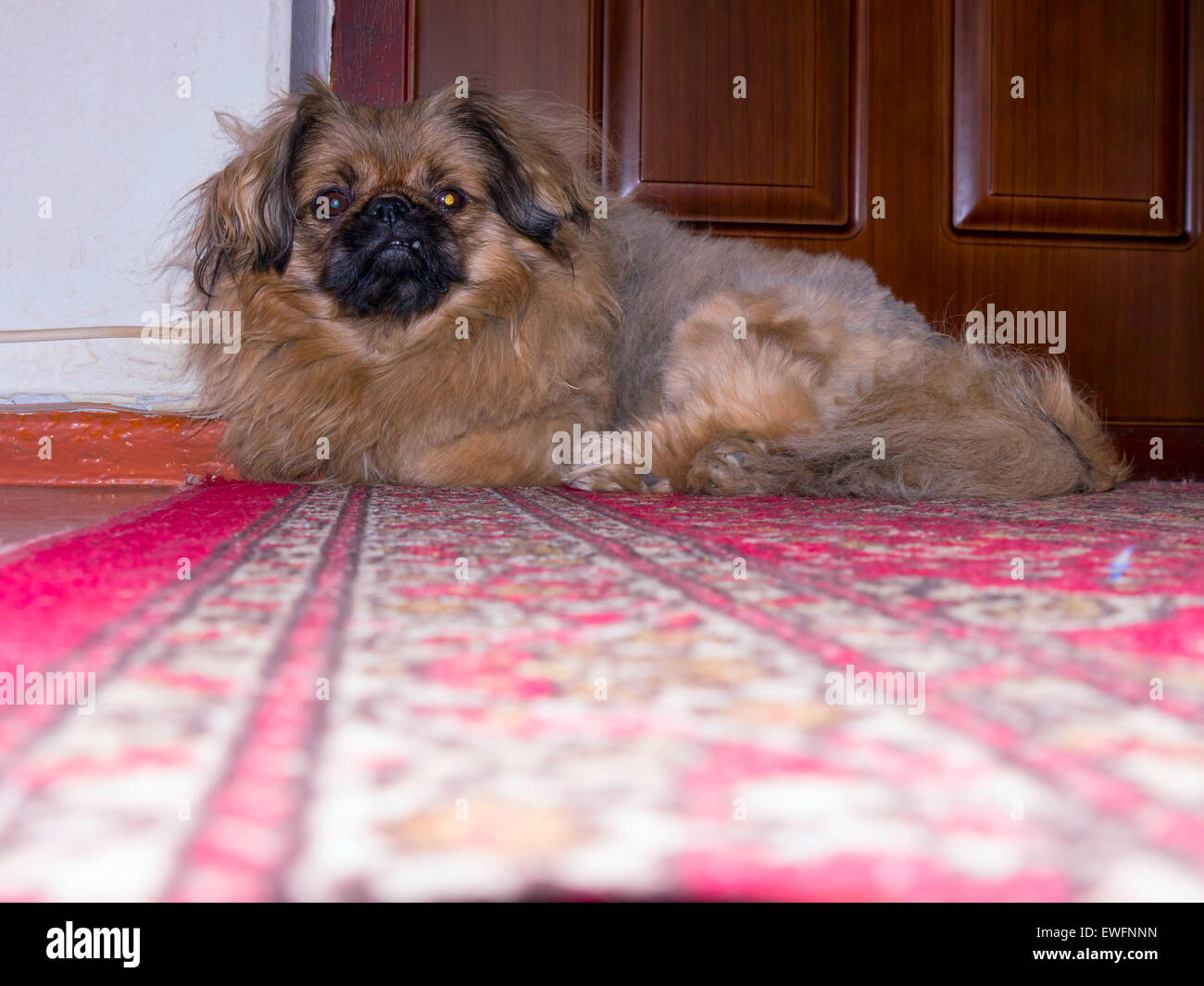 Pekines hi-res stock photography and images - Alamy
