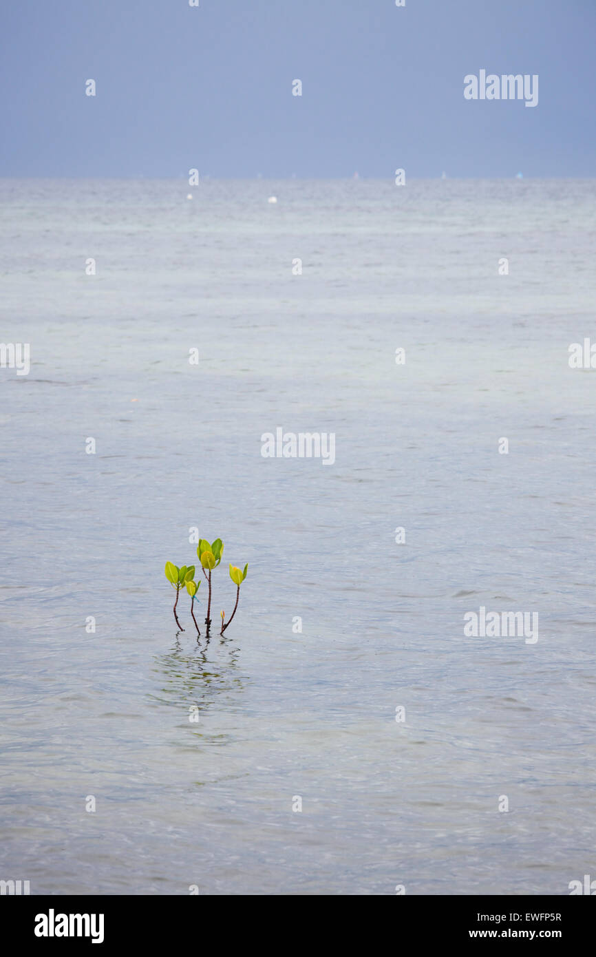 Small mangrove tree in water Stock Photo - Alamy