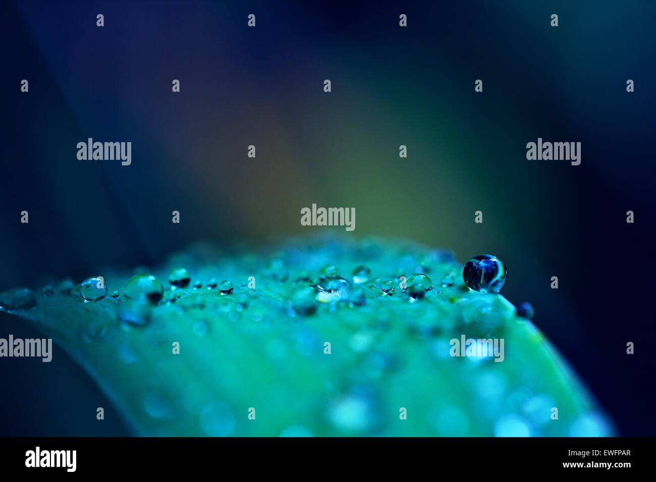 Drip leaf macro hi-res stock photography and images - Alamy