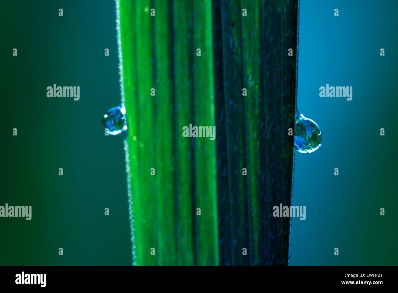 drip of water Stock Photo - Alamy