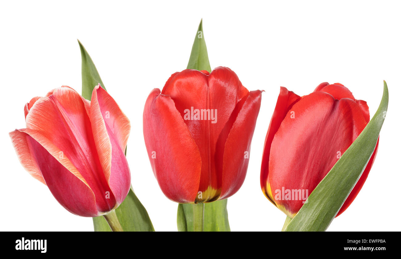 Tulip red closeup isolated hi-res stock photography and images - Alamy