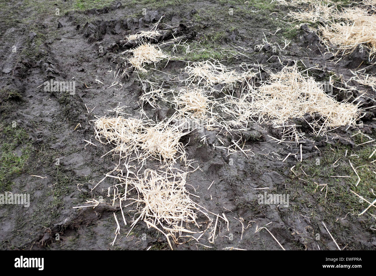 Muddy Field Tractor Tracks Hay Grass Churned Up Stock Photo - Alamy