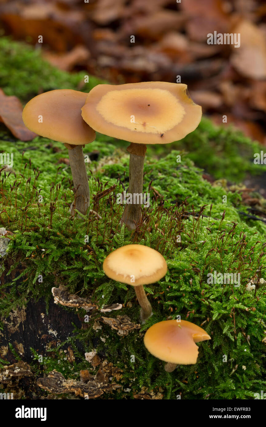 Funeral Bell, Gift-Häubling, Gifthäubling, Nadelholz-Häubling, Galerina ...