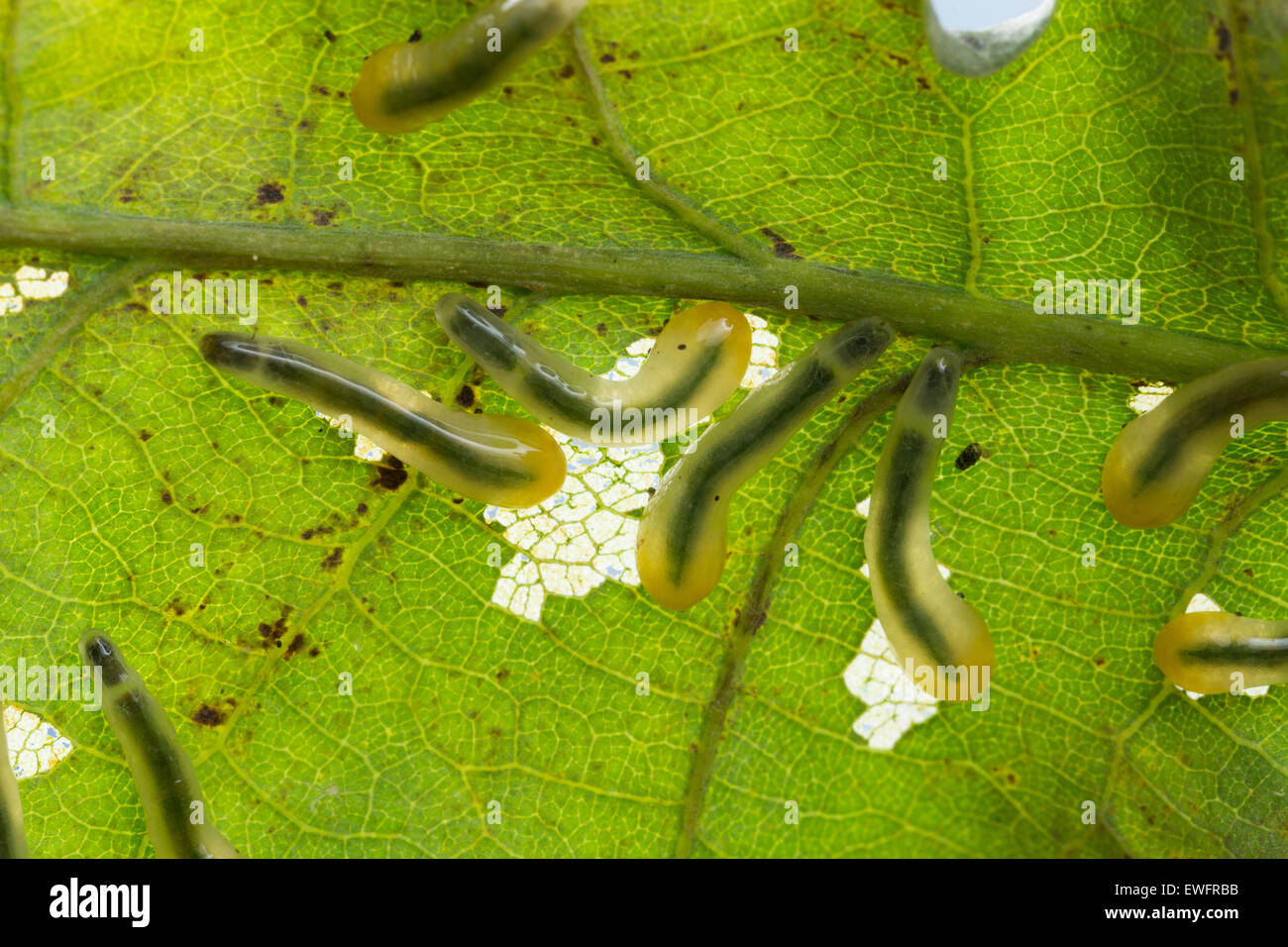 Oak Slug Sawfly, slugworm, larva, Kleine Lindenblattwespe, Larven ...