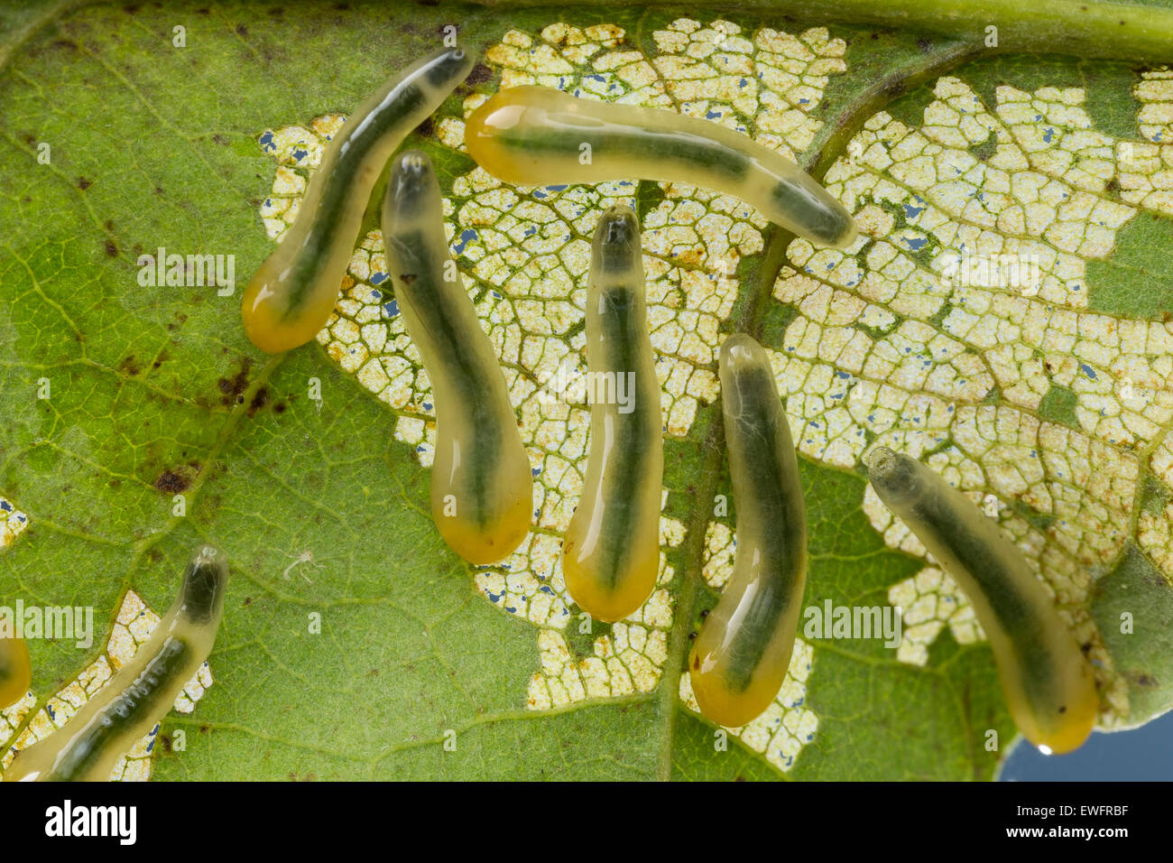 Oak Slug Sawfly, slugworm, larva, Kleine Lindenblattwespe, Larven ...