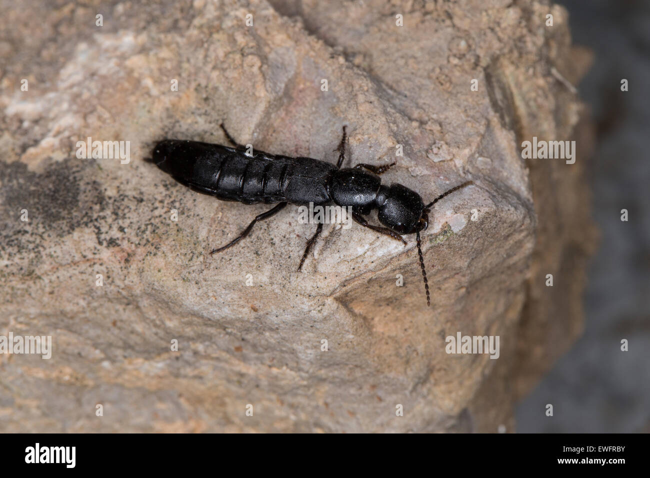 Devil's coach-horse beetle, Cocktail beetle, rove beetle, Kurzflügler ...