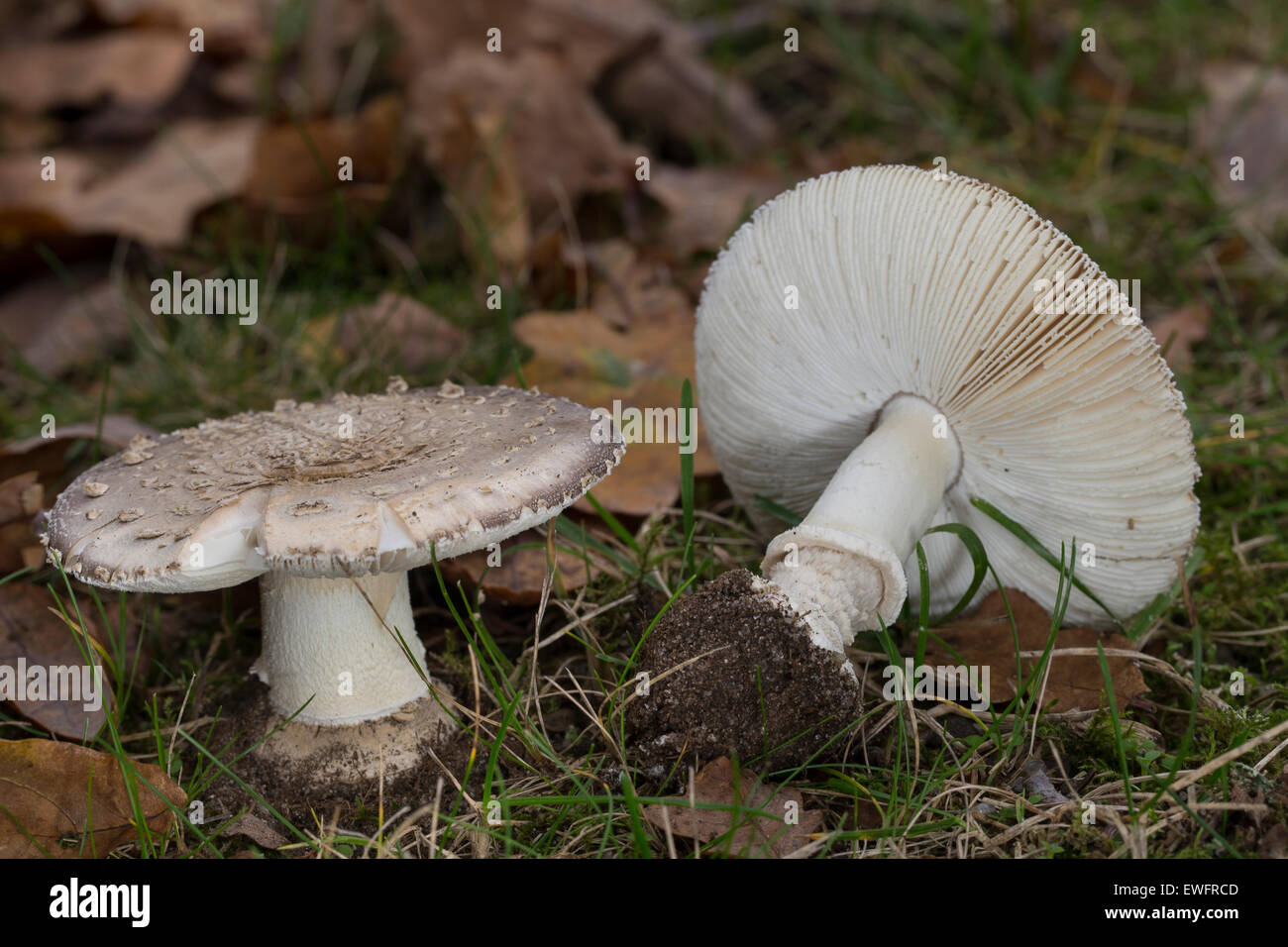 Panther cap, False blusher, Pantherpilz, Panther-Pilz, Panterpilz ...