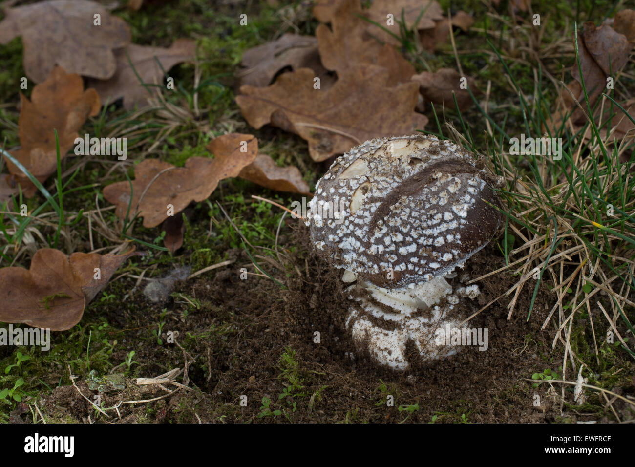 Panther cap, False blusher, Pantherpilz, Panther-Pilz, Panterpilz ...