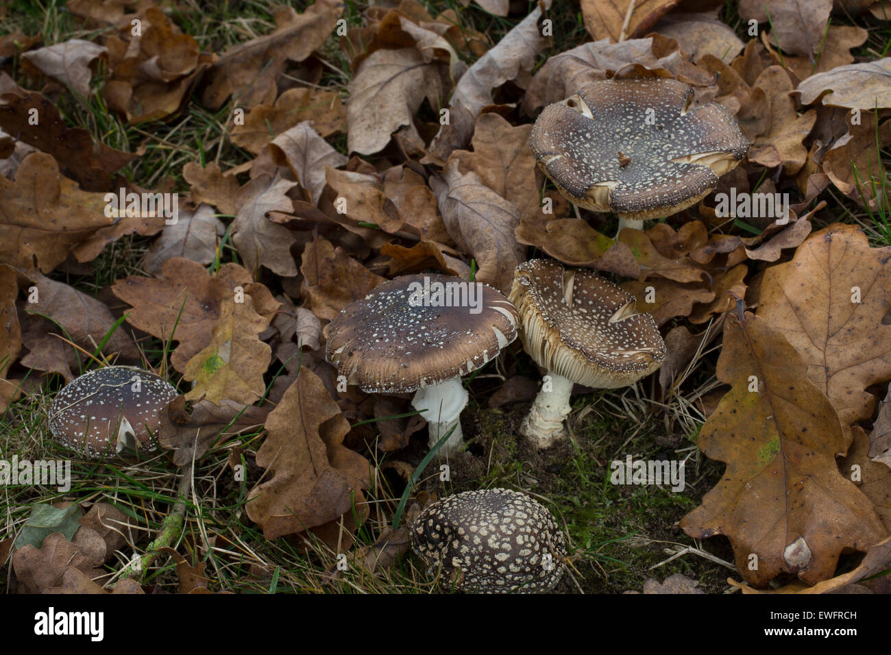 Panther cap, False blusher, Pantherpilz, Panther-Pilz, Panterpilz ...