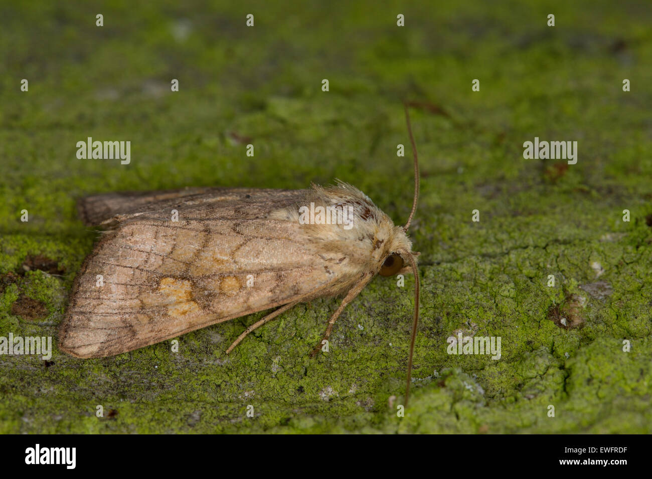 Ear Moth, Stengeleule, Stängeleule, Amphipoea spec., Eulenfalter ...