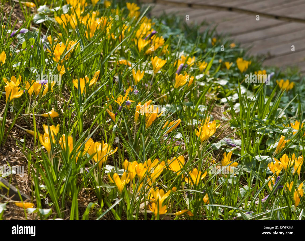 Flowerbed with many yellow crocuses in green grass Stock Photo - Alamy