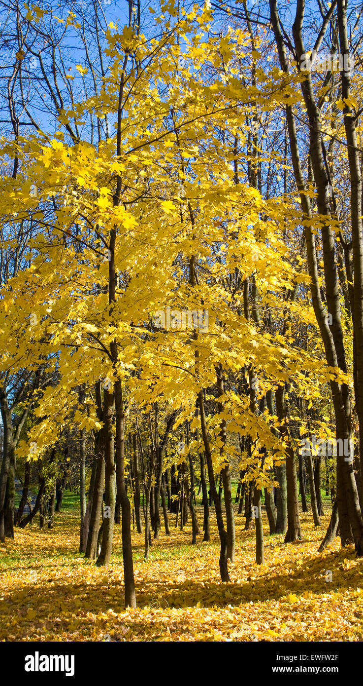 Autumn landscape - forest with yellow maple tree and fallen leaves ...