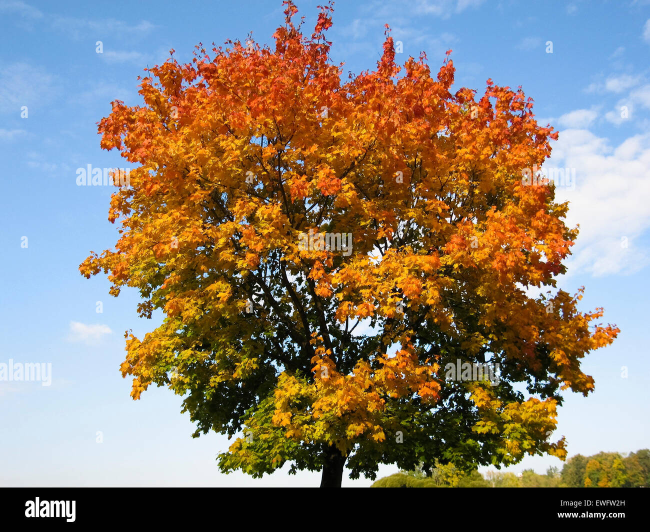 Autumn landscape - big tree with leafs of orange colour on blue sky ...